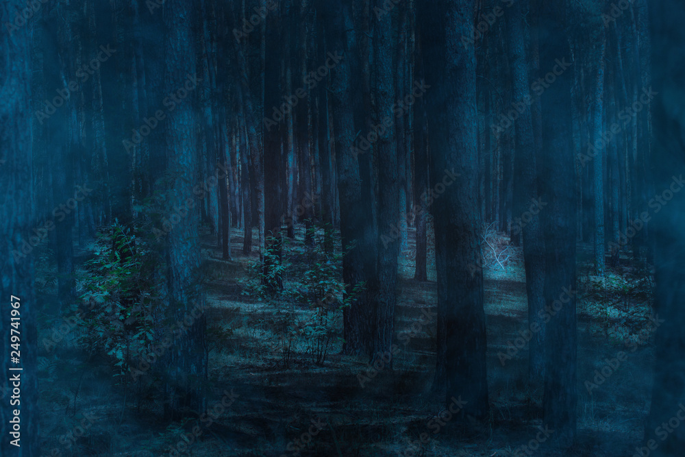 transparent and ghostly blue fog in the night forest with tall pines ...