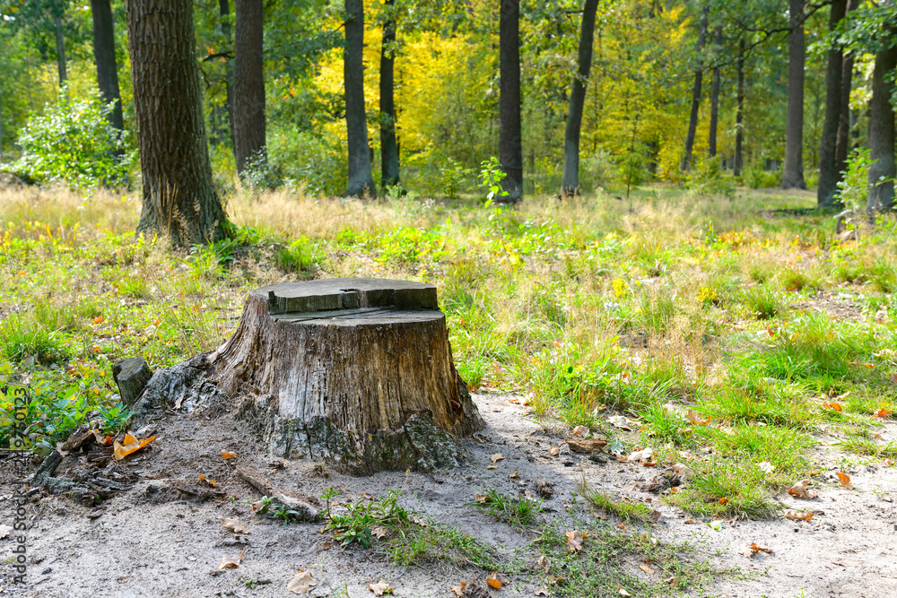 Stump from felled tree in forest Stock Photo | Adobe Stock