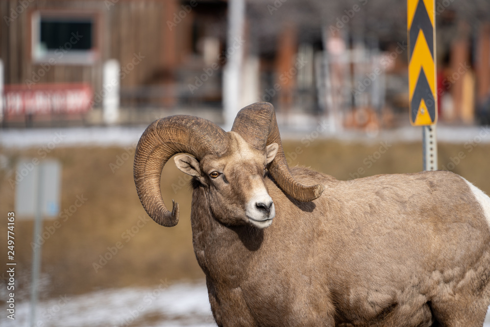 Ram male bighorn sheep standing along a road in Radium Hot Springs ...