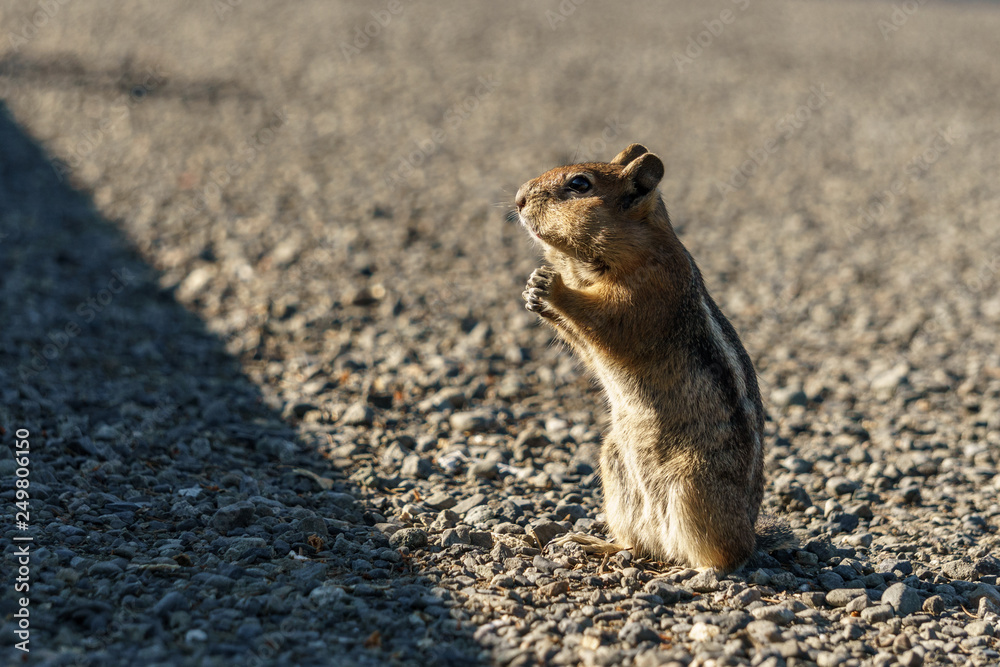 Eastern Chipmunk - Tamias striatus, sitting hind legs on a ground ...