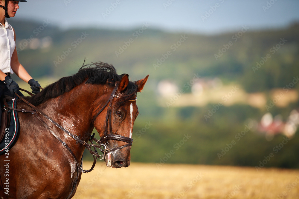 Horse with rider in close-up. Head portraits from the front, foamy ...
