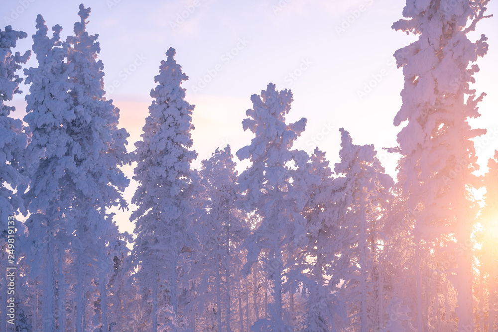 frost and snow covered trees in taiga aka boreal forest at winter ...