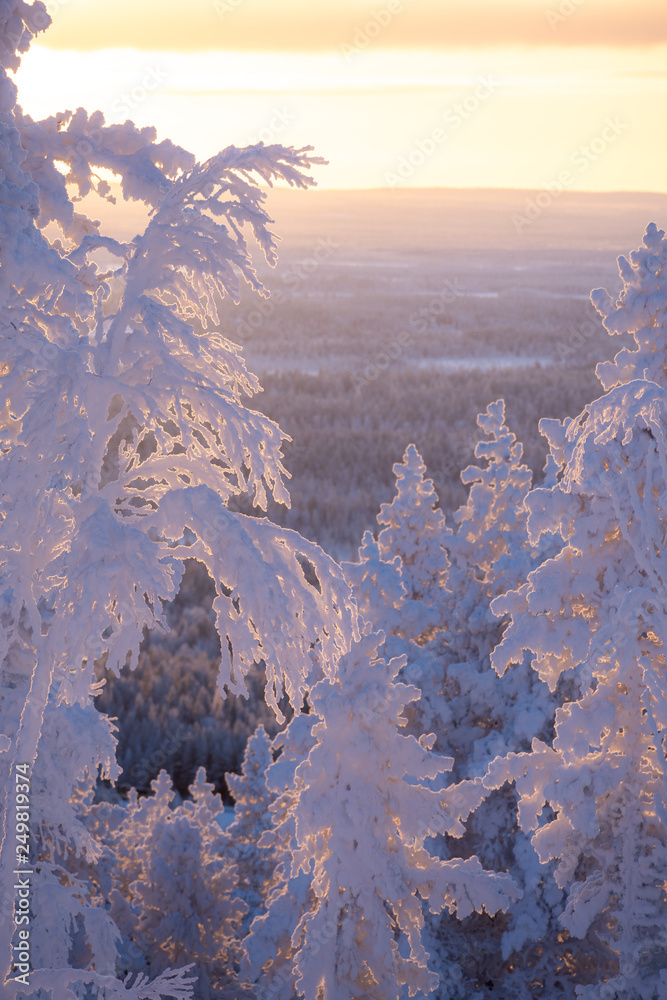 frost and snow covered trees in taiga aka boreal forest at winter in ...