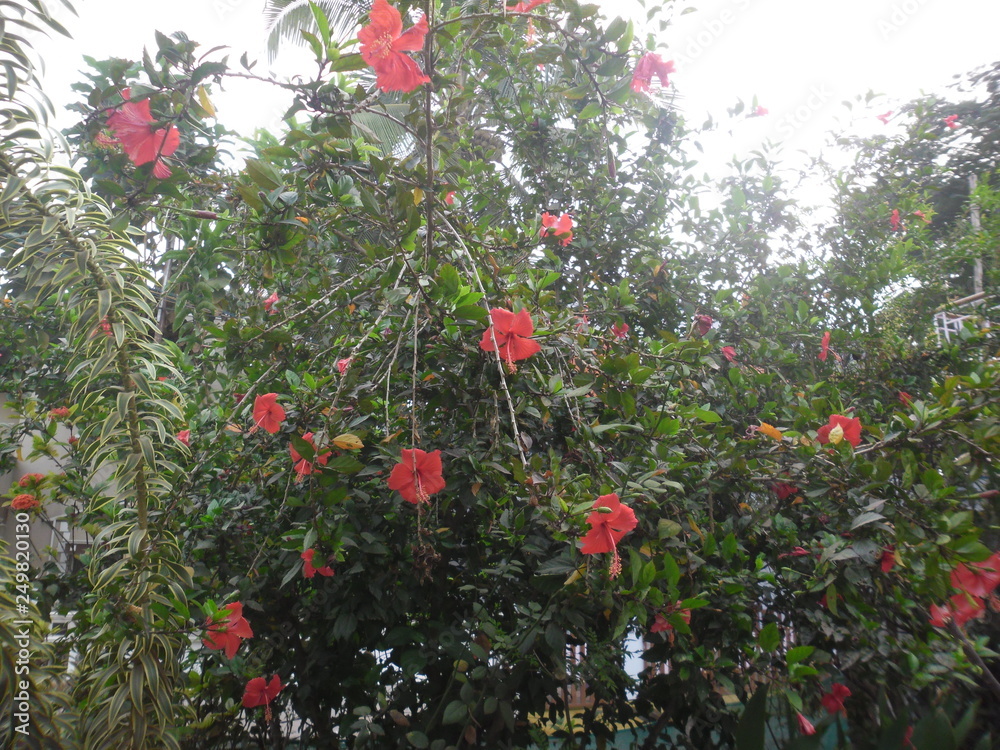 CHEMBARUTHI ALIAS HIBISCUS Stock Photo | Adobe Stock