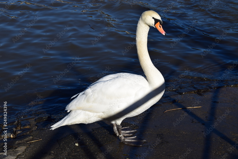 Schwäne in Bonn Stock Photo | Adobe Stock