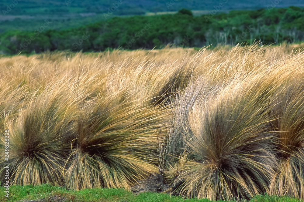 Tussock Grass