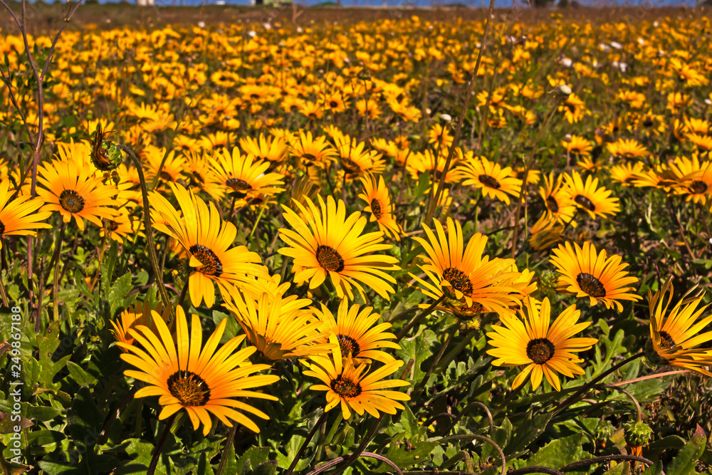 Field Of Yellow Daisies