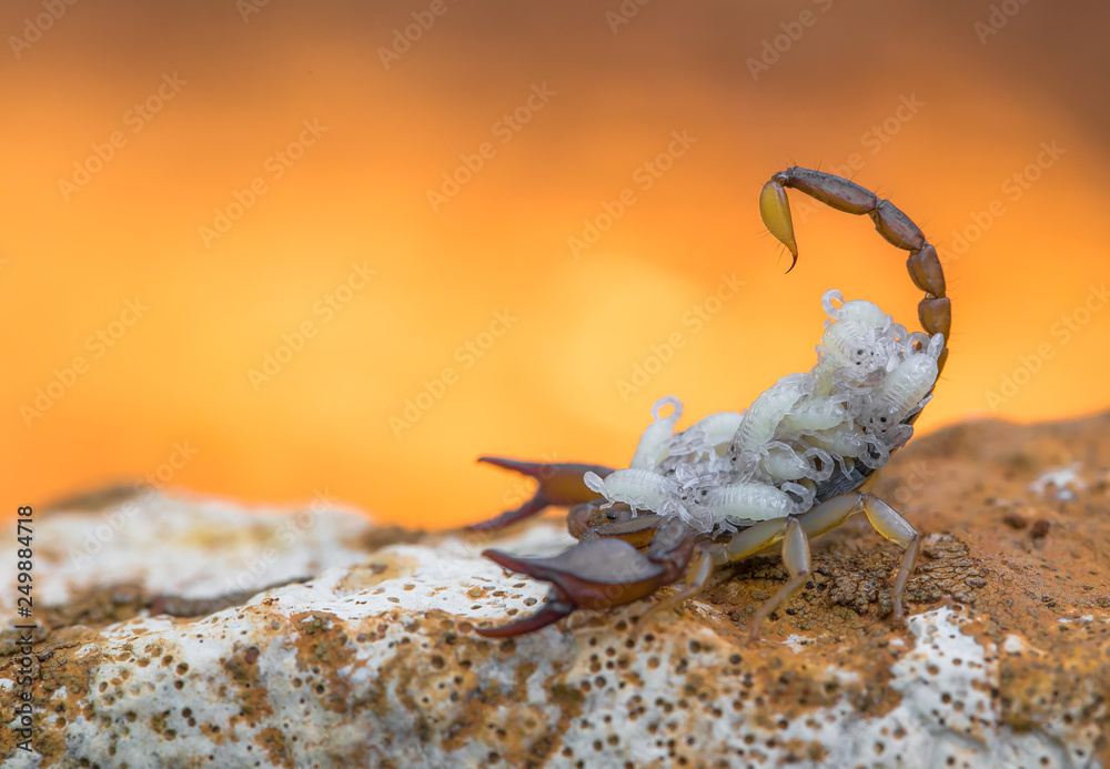 Small harmless Scorpion Euscorpius sp. with offspring in Croatia Stock ...