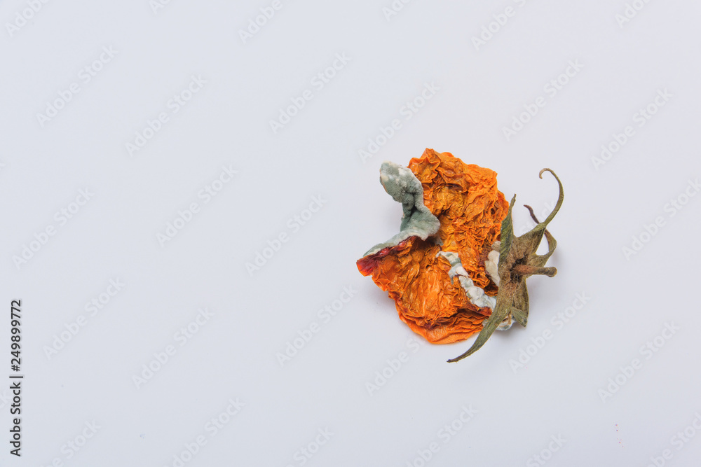 Dry rotten tomatoes. Mold on vegetables. Rotten product on white ...