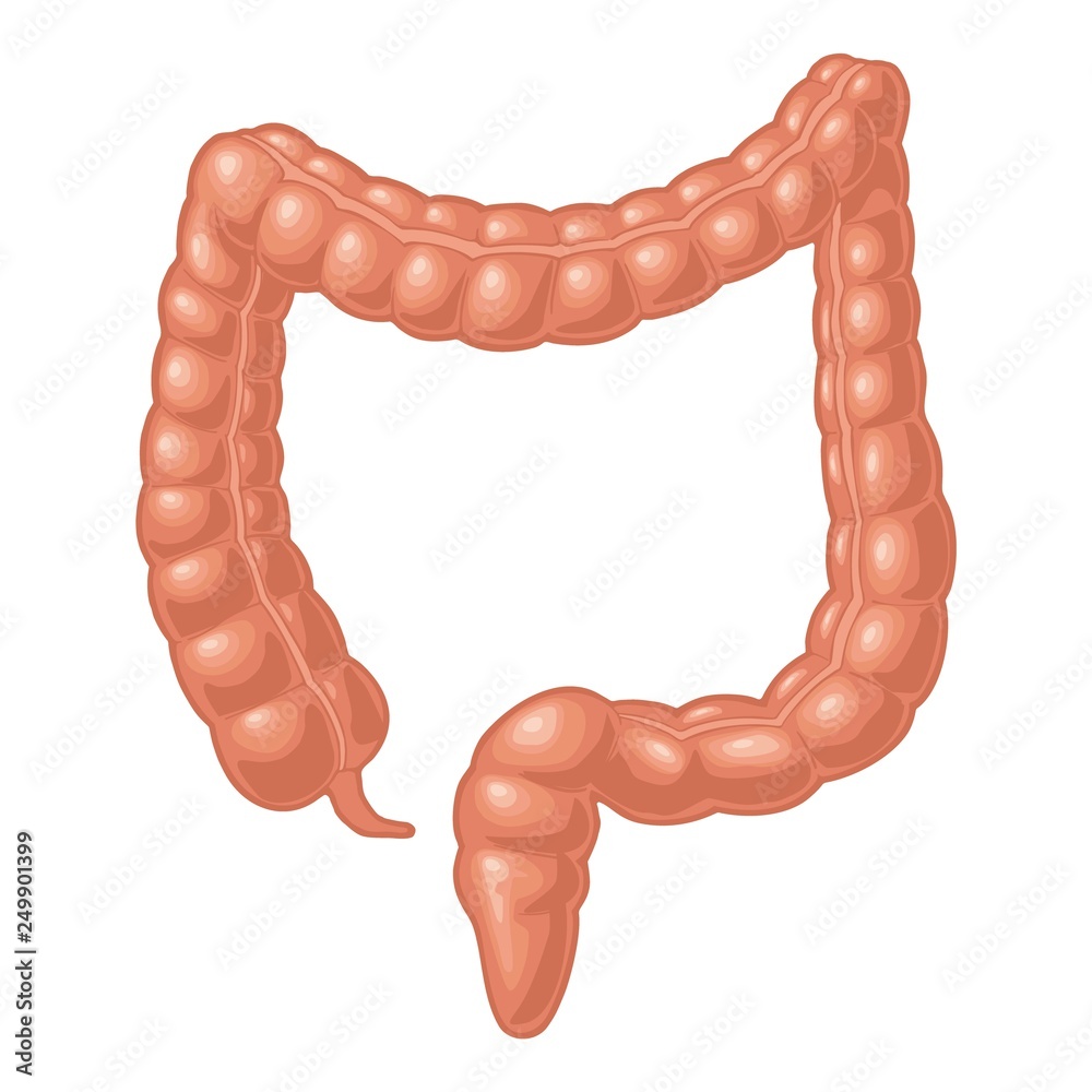 Human anatomy large intestine. Vector black vintage engraving ...