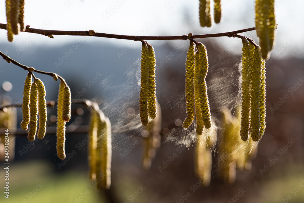 Blühender Hasel mit abfliegenden Haselpollen, Pollenflug von ...