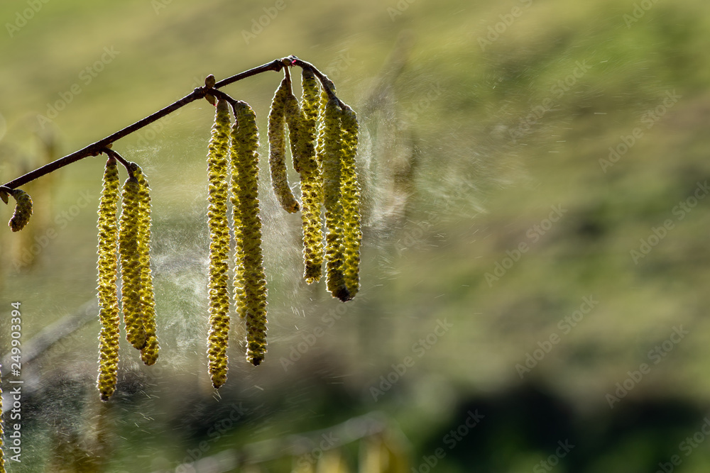 Haselblüte mit fliegenden Pollen, Blühender Hasel mit abfliegenden ...
