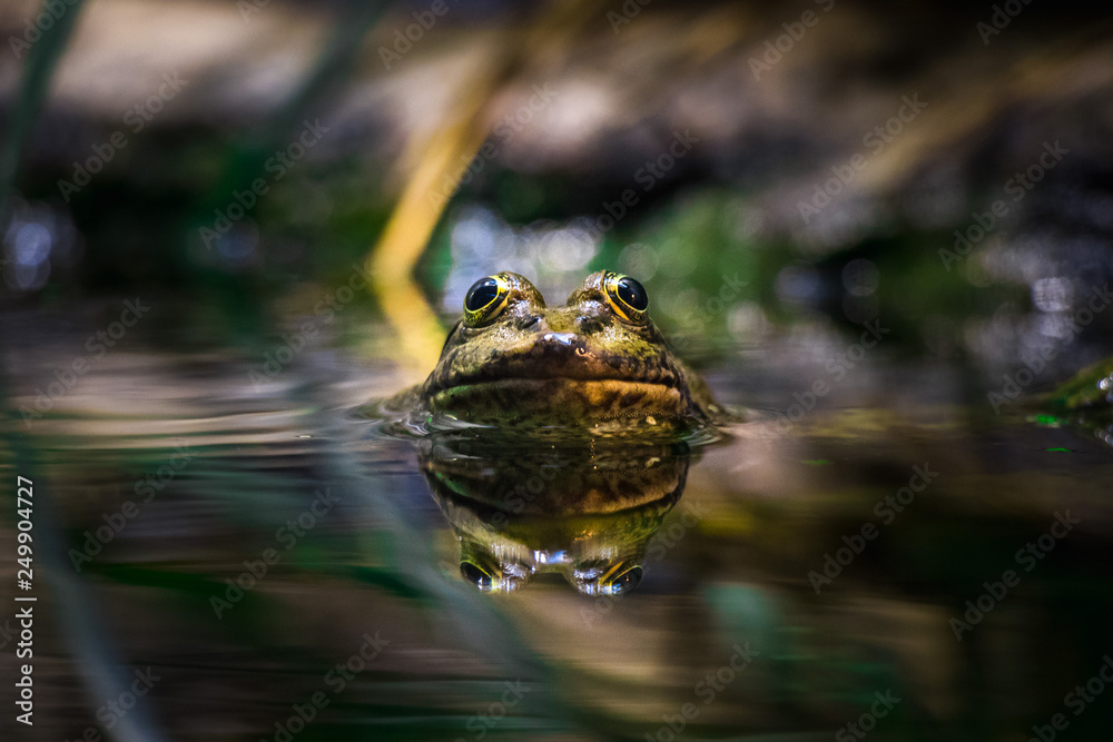 The frog in the water, frontview, reflected by water, in parisien zoo ...