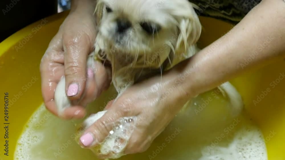 Dog bath time. Animal care. Adorable cute young puppy white Pekingese ...