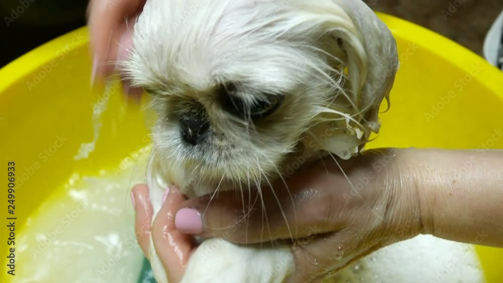 Dog bath time. Animal care. Adorable cute young puppy white Pekingese ...