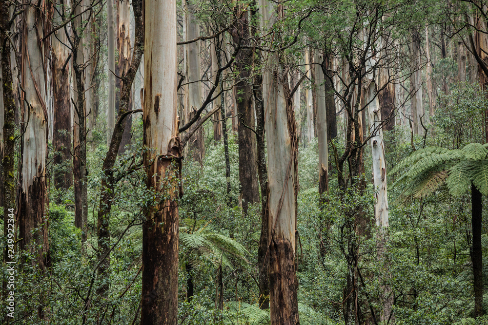 View of a beautiful temperate rainforest near Melbourne in Victoria ...