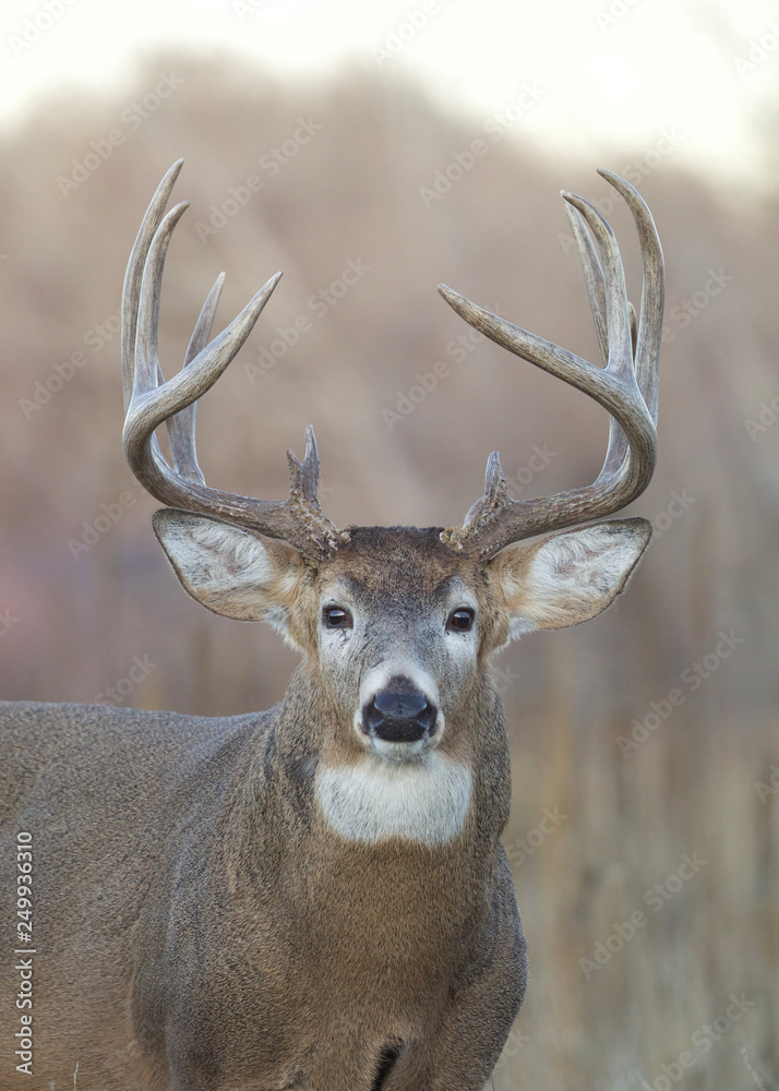 Whitetail Deer Buck - portrait against a natural autumn background ...