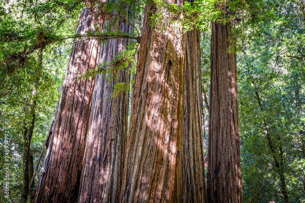 Giant Redwood Forest at Big Basin State Park Stock Photo | Adobe Stock