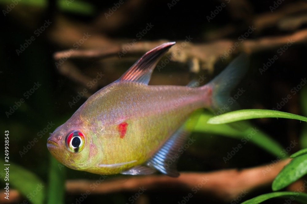 Hyphessobrycon socolofi, bleeding heart tetra, freshwater fish, wild ...