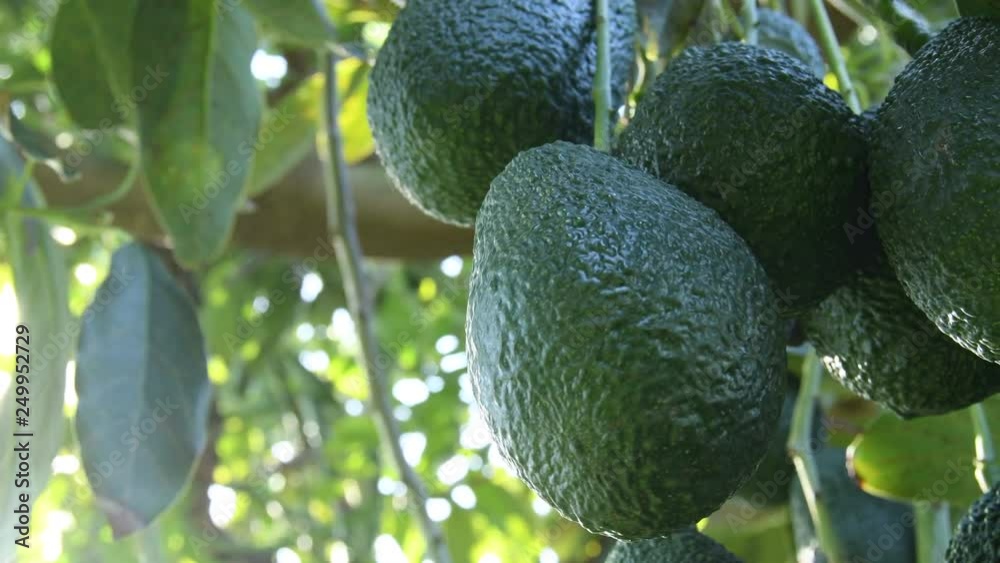 Branch of natural hass avocados in a avocado tree in a plantation a ...