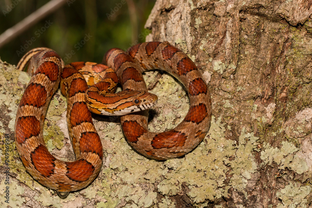 Corn snake in a live oak tree - Pantherophis guttatus Stock Photo ...