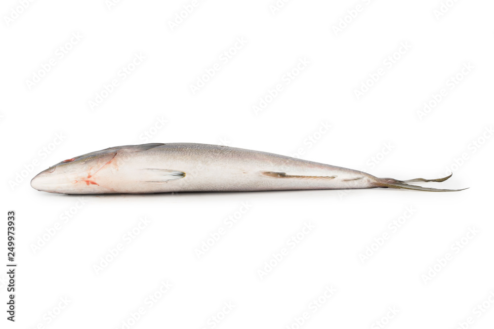 Fish on its side showing its belly Stock Photo | Adobe Stock