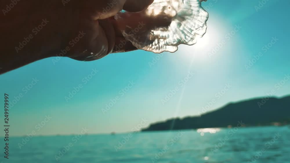 jellyfish on beach sunset background.jellies shines through the sun ...