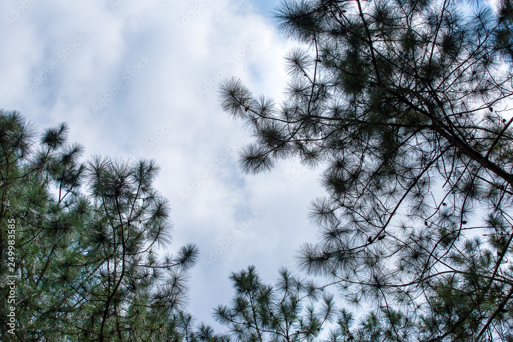 Pinus mugo - It is also known as creeping pine, dwarf mountain pine ...