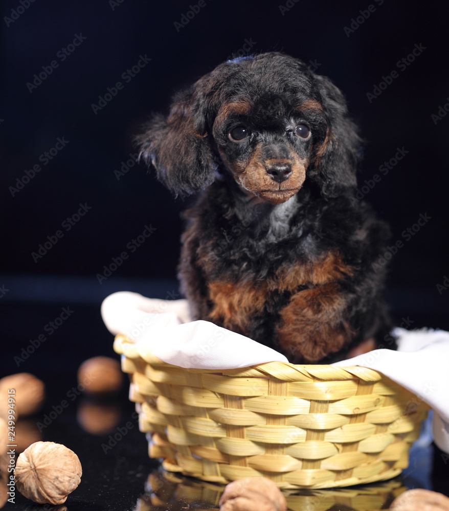 cute phantom poodle puppy Stock Photo | Adobe Stock