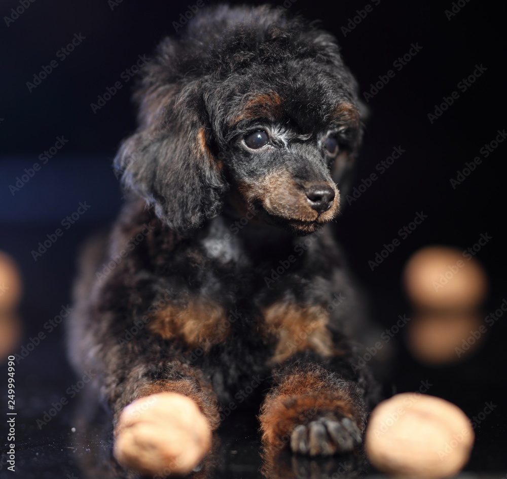 cute phantom poodle puppy Stock Photo | Adobe Stock