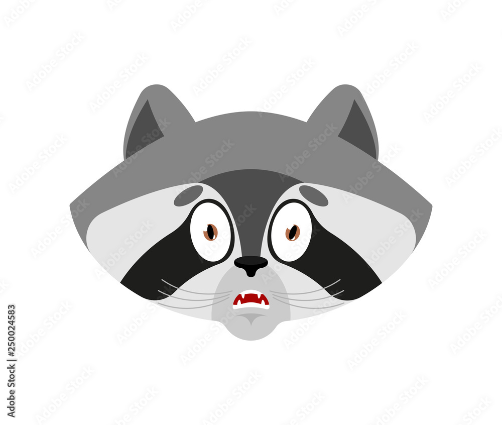 Scared Raccoon