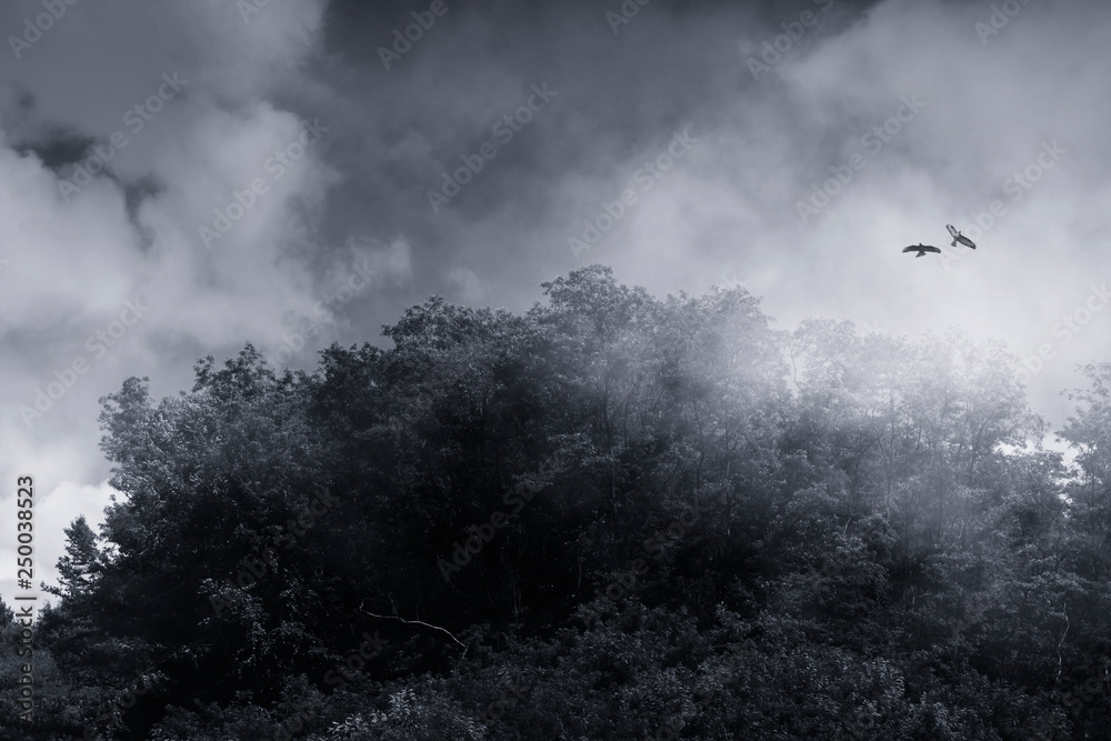 birds flying over peak shrouded in fog, serene landscape with birds ...