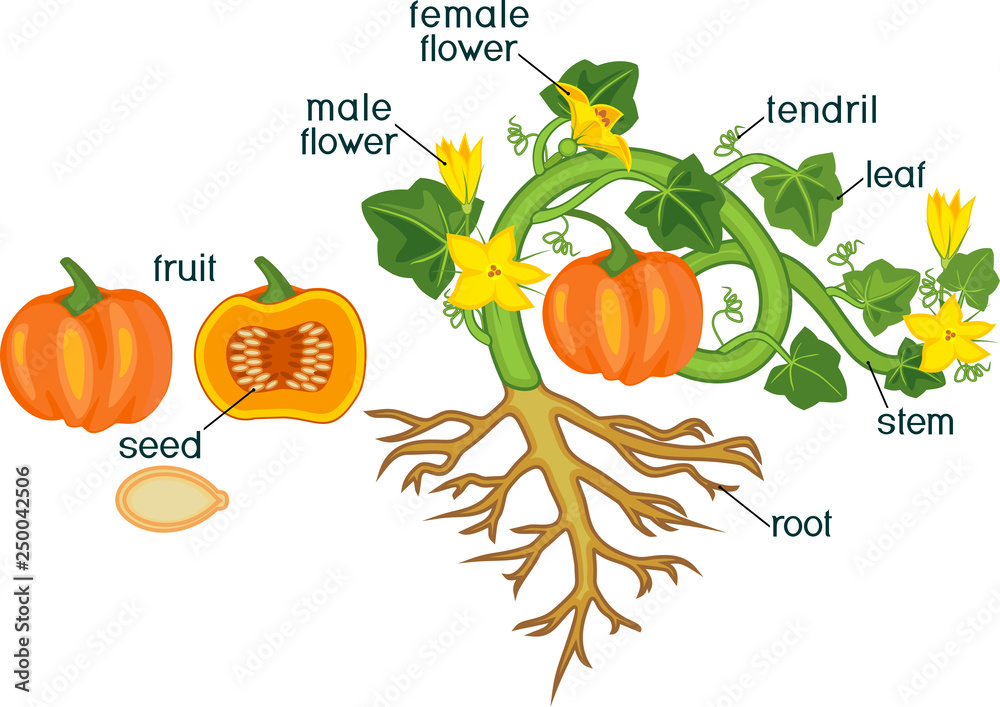 Parts of plant. Morphology of pumpkin plant with fruit, green leaves ...