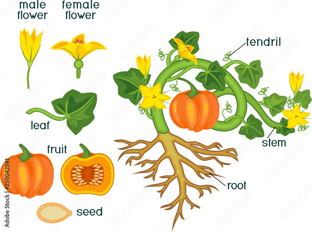 Parts of plant. Morphology of pumpkin plant with fruit, green leaves ...
