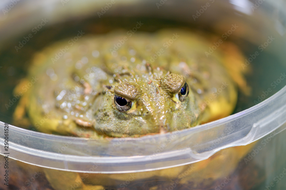 Pyxicephalus adspersus. African giant bullfrog. The green frog is a ...