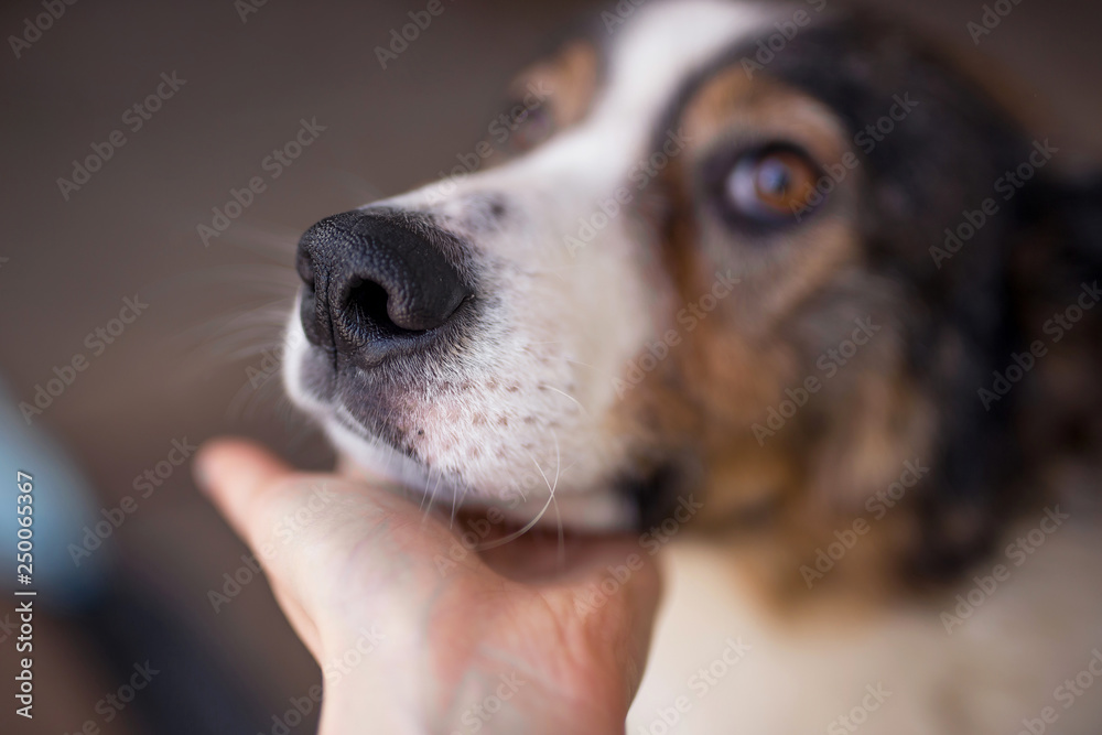 Brown dog's head shot with human hand holding dog's head. Dog's nose ...
