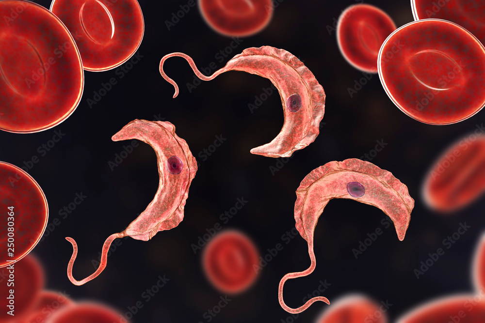 Trypanosoma brucei parasites, 3D illustration. A protozoan that is ...