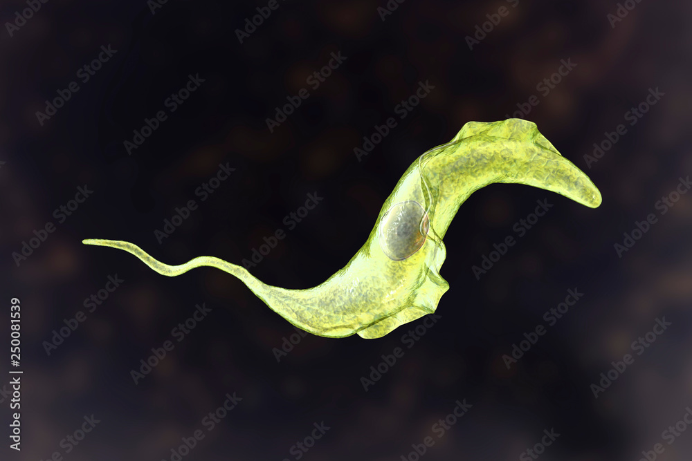Trypanosoma cruzi parasite, 3D illustration. A protozoan that causes ...