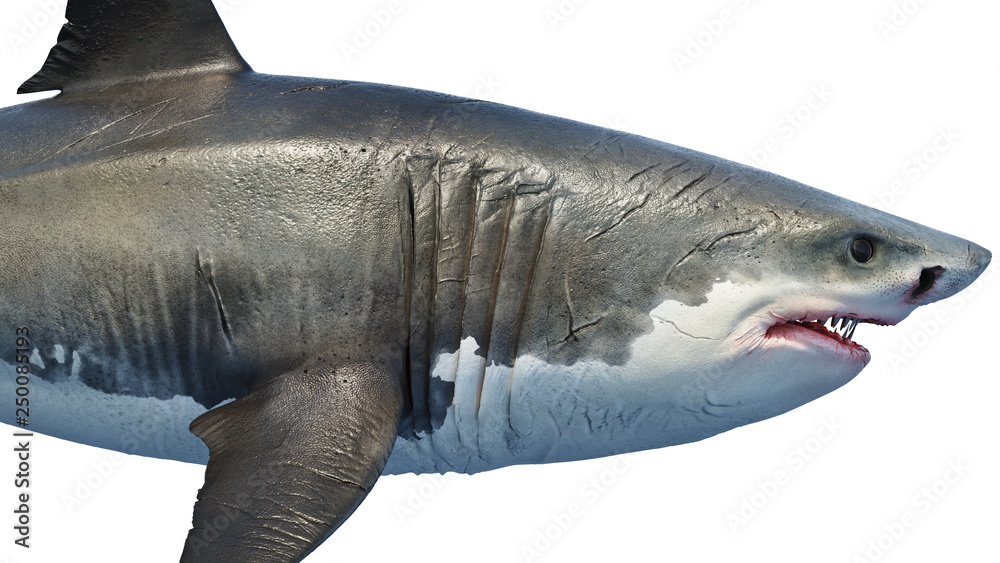 White shark marine predator big, side view, close view. 3D rendering ...