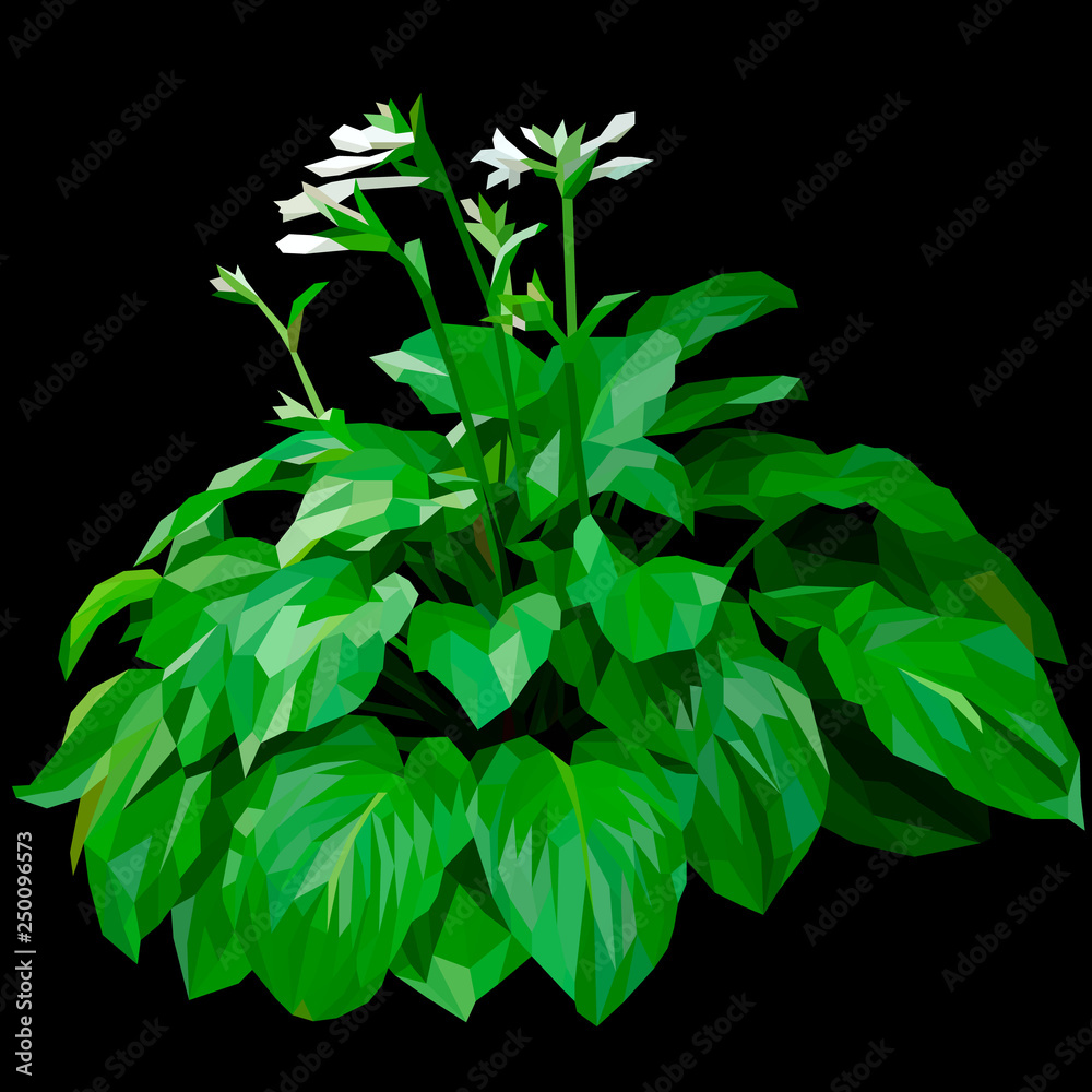 Green Hosta plantaginea with white flowers isolated in black background ...
