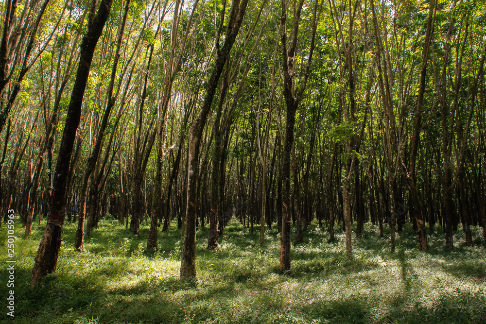 Brazilian Hevea tree plantation in Thailand from which natural rubber ...