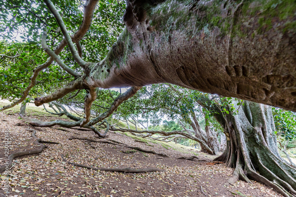beautiful old trees with huge Roots, standing alone on a grassy hill ...