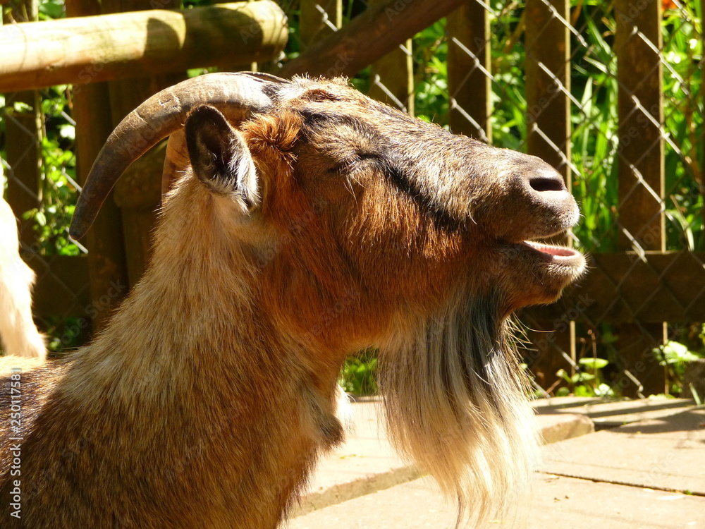 Bearded Billy Goat