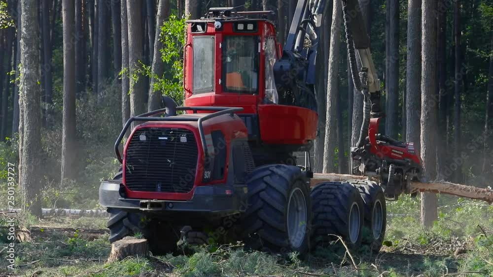 The wood combine harvester processes the pine, the harvester cuts the ...