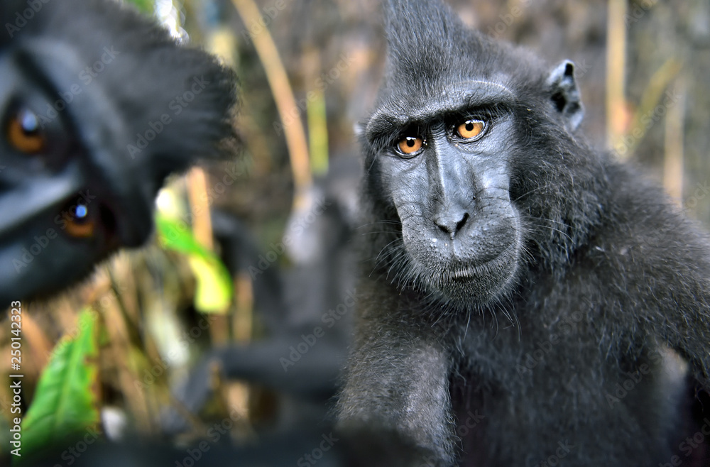 The Celebes crested macaque , also known as the crested black macaque ...