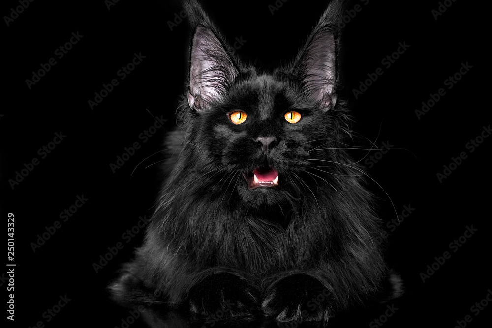 Beautiful black maine coon kitten on black background in studio ...