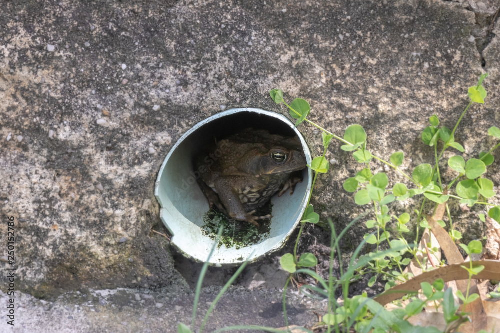 Cane toad in drain pipe Stock Photo | Adobe Stock