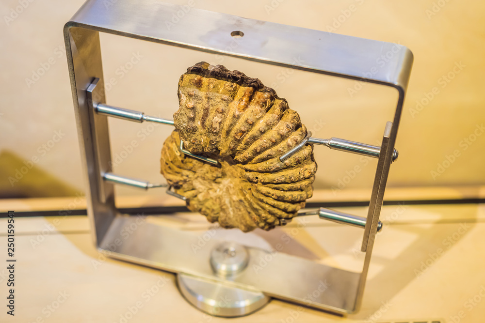 Ancient trilobites in a stone. 500 million Year old Trilobite ...