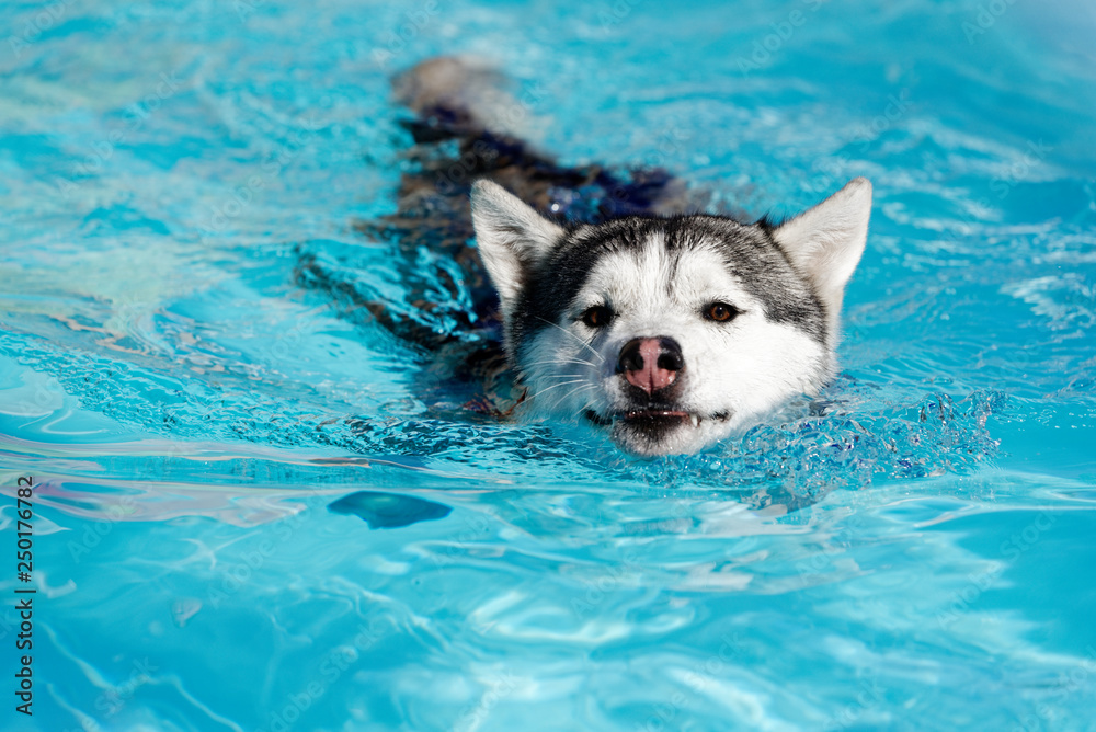 Are Huskies Water Dogs