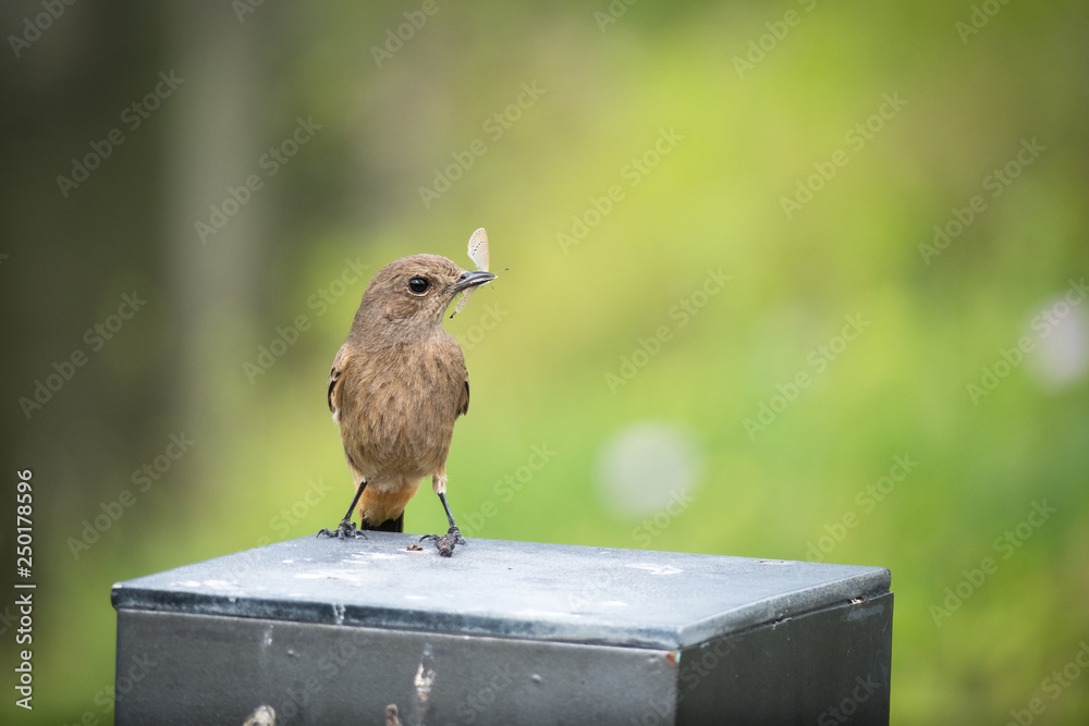 Tiny Finch Bird Eating a Moth in Batangas, Philippines Stock Photo ...